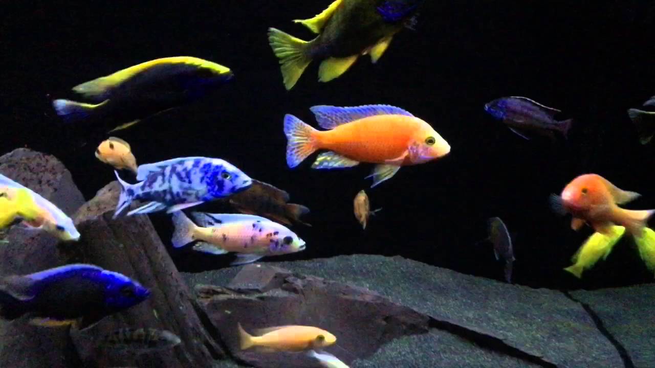 Matt's African Cichlid tank new sand - YouTube