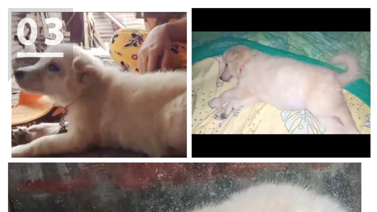 aspin mix japanese Spitz 2months to 4months puppy dog - YouTube