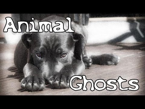5 True Encounters With Animal Ghosts (Warning: Some Stories May Cause ...