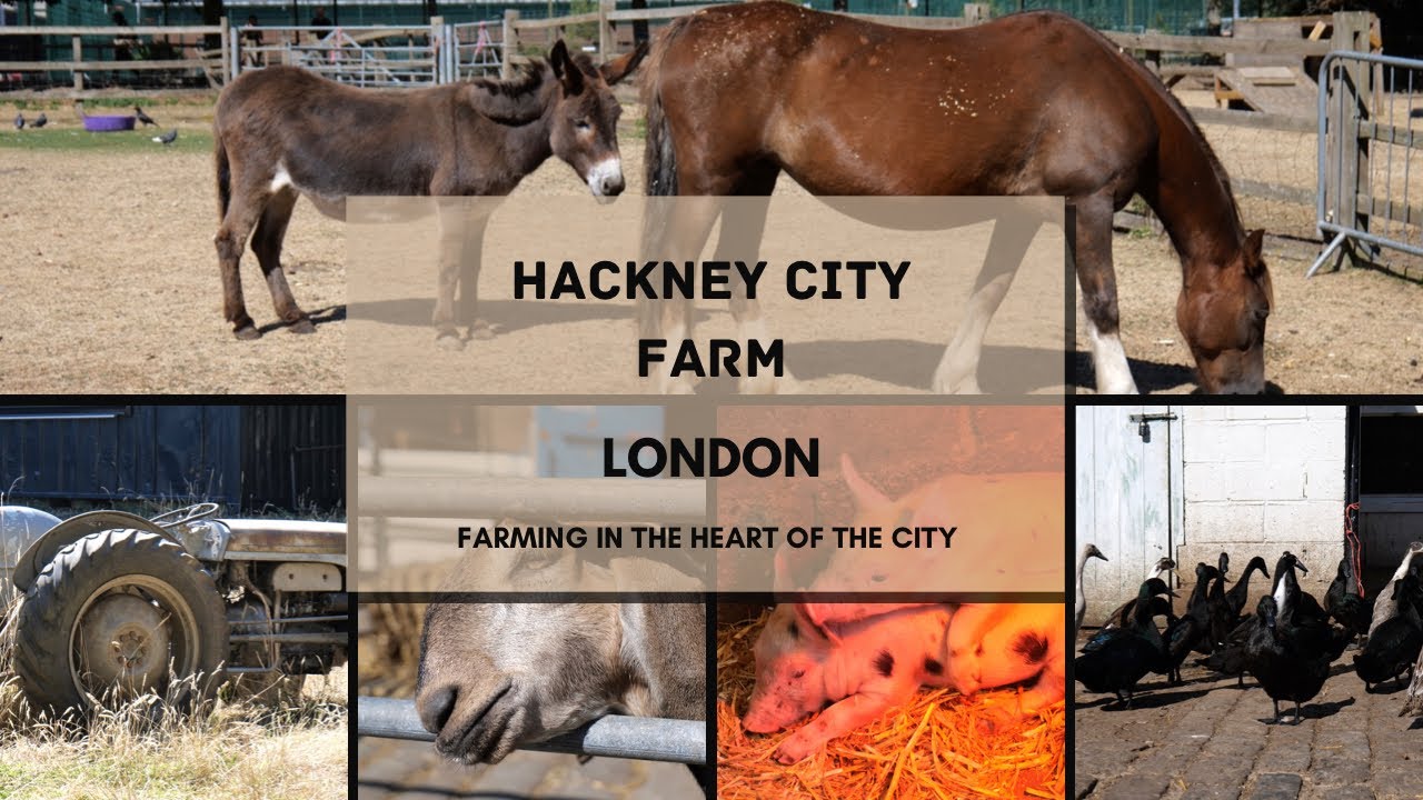 Hackney City Farm | London - YouTube