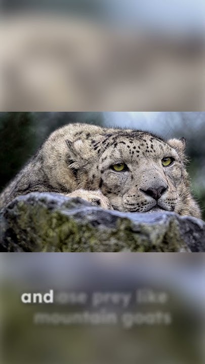 Snow Leopards: Ghosts of the Mountain - YouTube