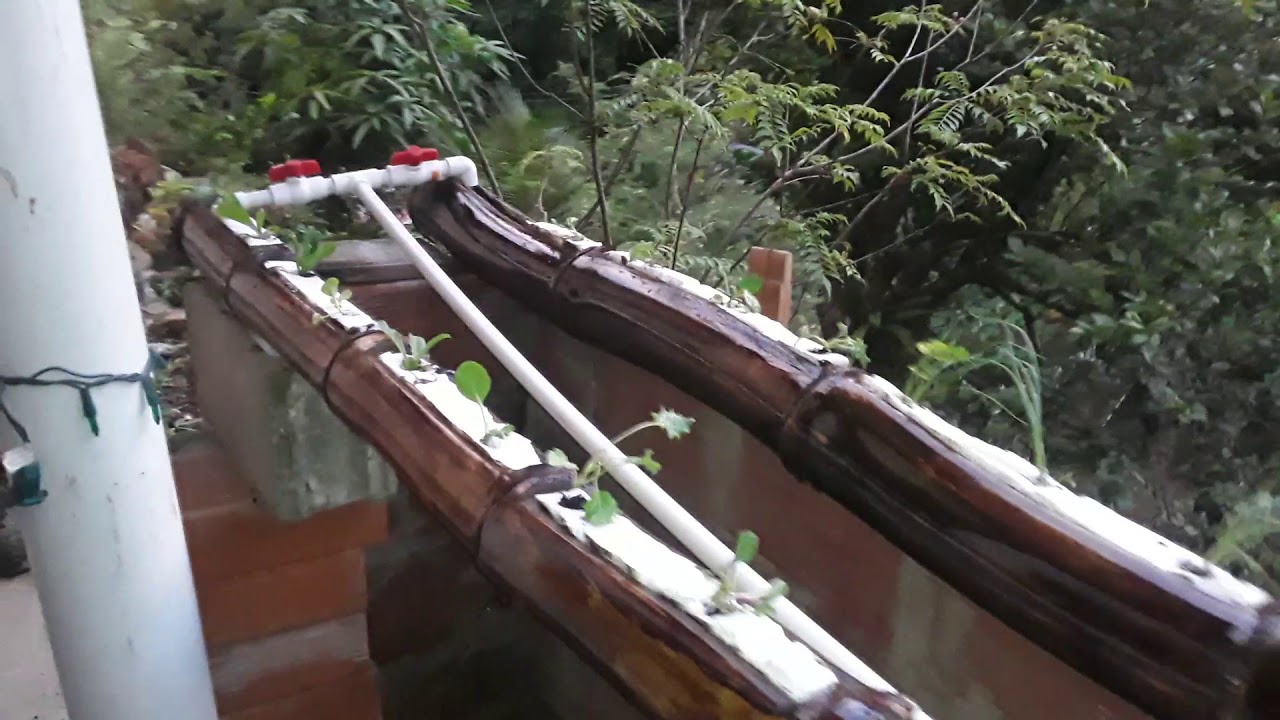 Roger Brown Bamboo Hydroponic System - YouTube