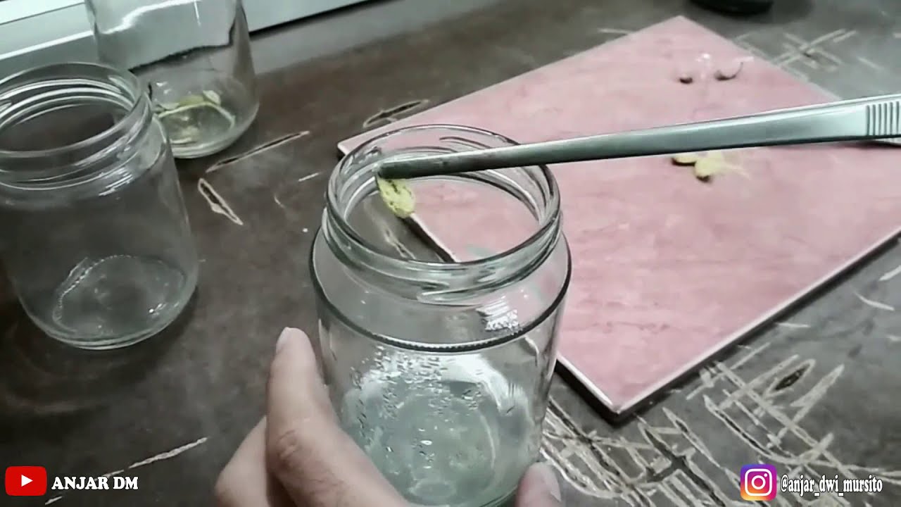 TEKNIK KULTUR JARINGAN TANAMAN ANGGREK - YouTube