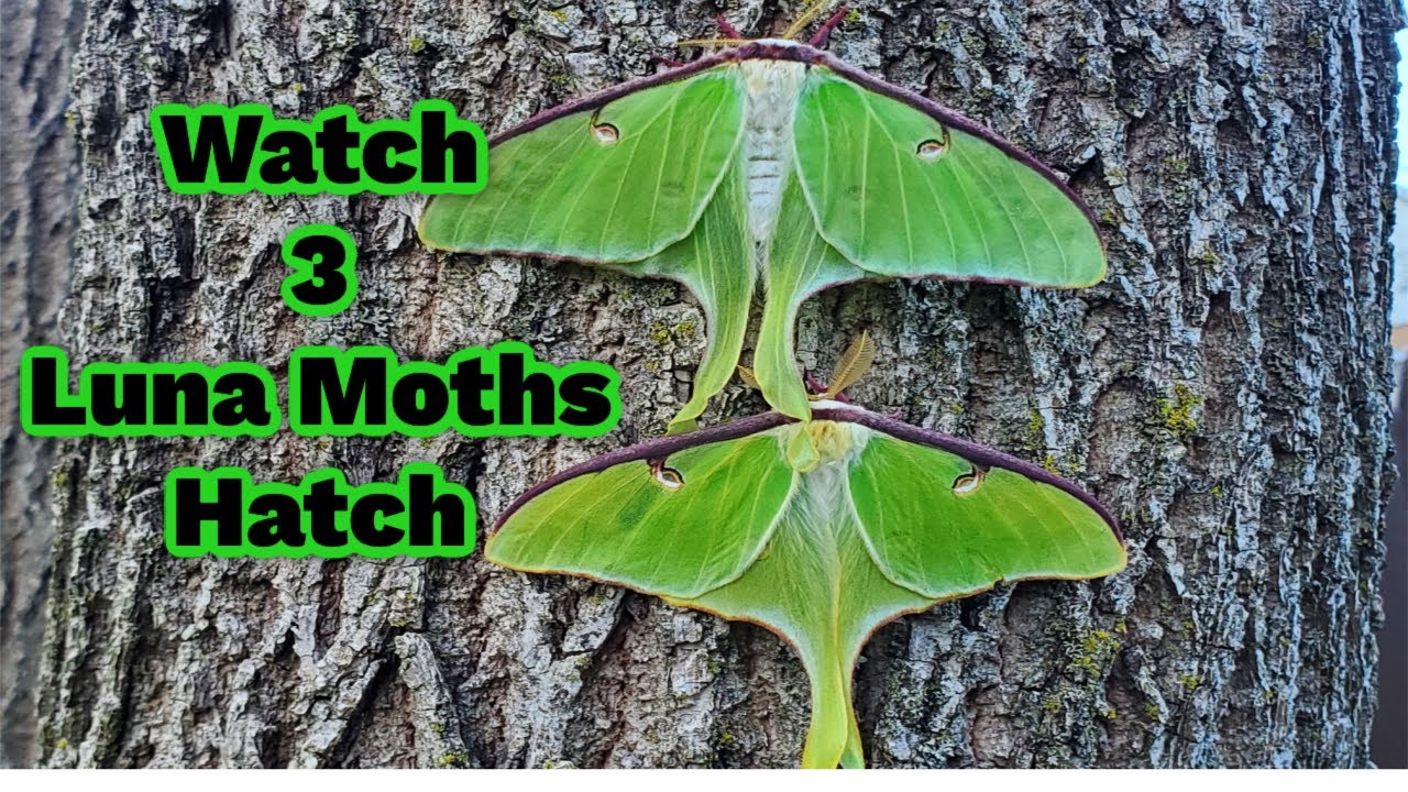 Watch 3 Luna moths hatch - YouTube