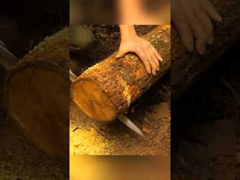 Amazing tree House - YouTube