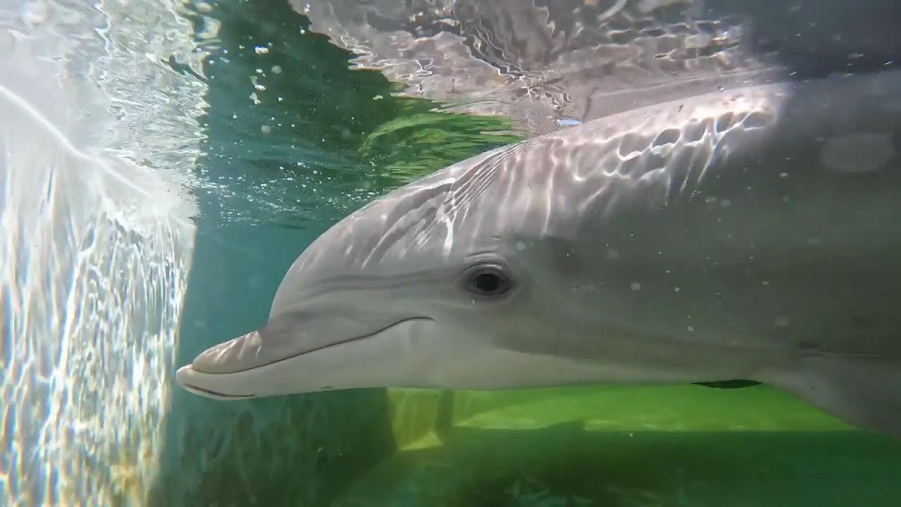 Orphaned Dolphin Has a New Home - YouTube