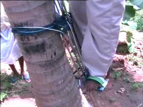 coconut climber - YouTube