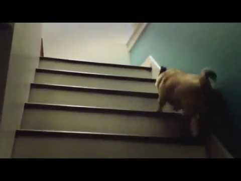 Dog funny Way of Walking Up Stairs! - YouTube