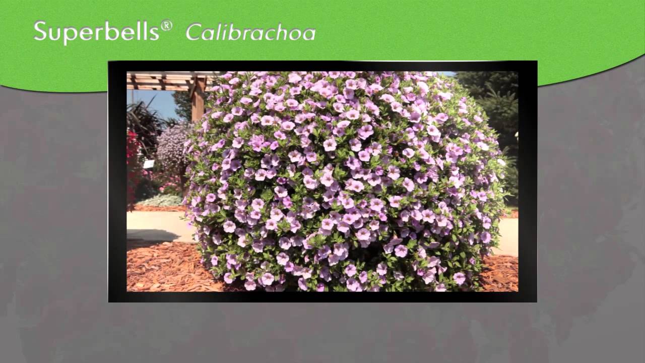 Superbells® Calibrachoa | Vibrant, Easy-Care Blooms by Proven Winners ...