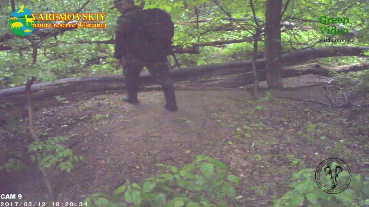The camera trap Boskon BG-520SM, installed in the forest, captured a ...