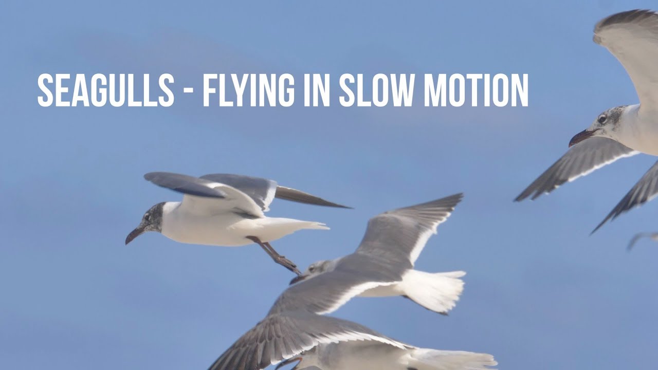 Moving Animated Seagulls