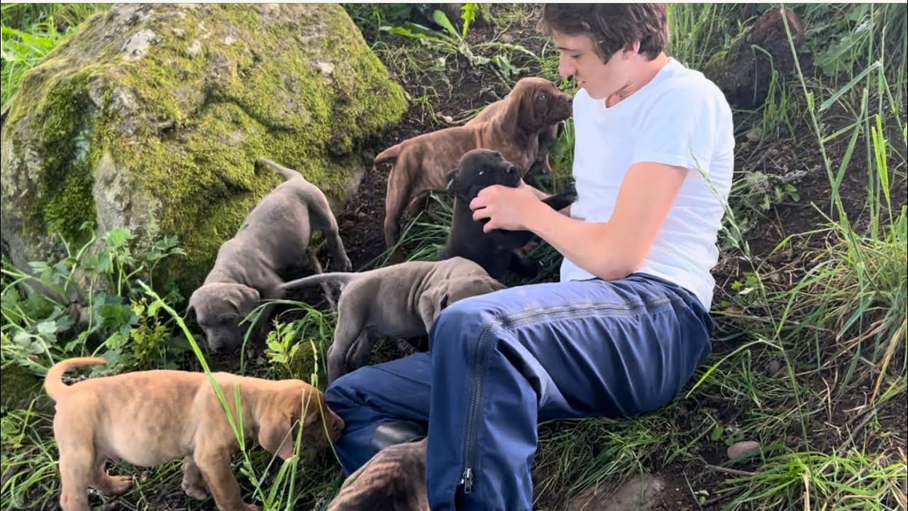 Olympicdogs: Mastiff hybrid pups for sale. "Bogan x Tritoe" @ 6 wks ...
