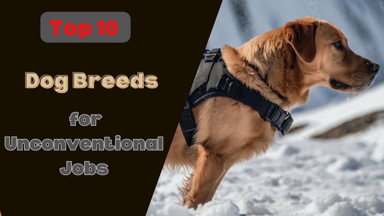 Top 10 Dog Breeds with Unconventional Jobs 🐕 | Amazing Canine Heroes! 🚀 ...