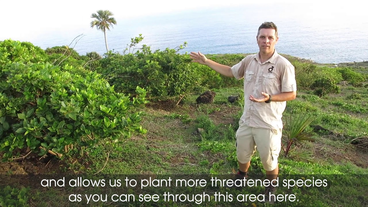 Restoring Round Island - Dr Nik Cole - Replanting - YouTube