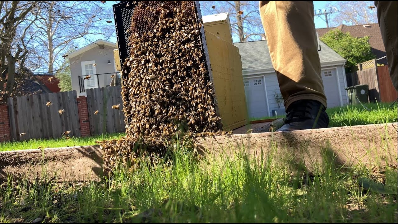 Beekeeping | What does it mean when the swarm is on the ground? - YouTube
