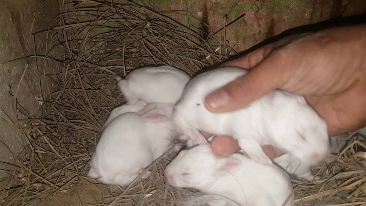 7 Days Old Rabbit Bunnies || Rabbit Bunnies Health & Growth - YouTube