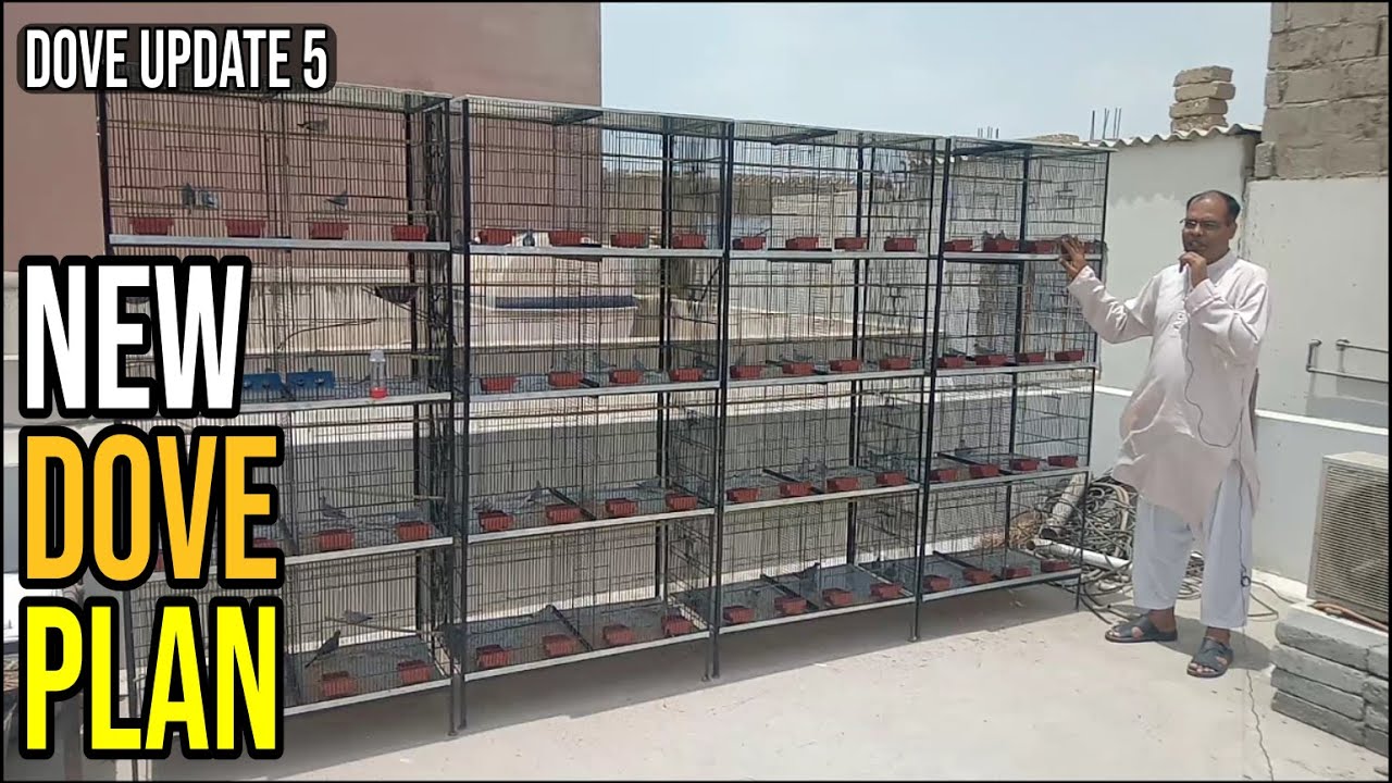 New Dove Plan |Dove Colony and Cage Setup |Dove update 5 |In Urdu,Hindi ...