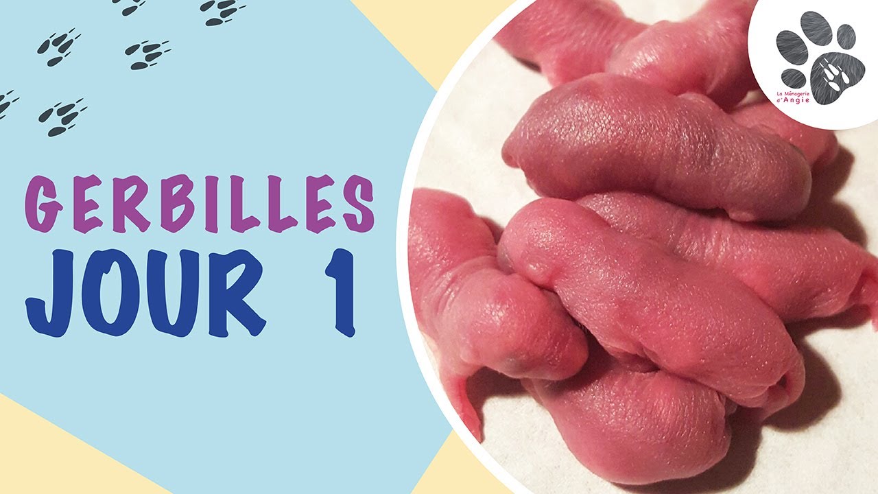 Naissance De Bébés Gerbilles, Une Maman Au Top ! (Pinky Jour 1) - YouTube