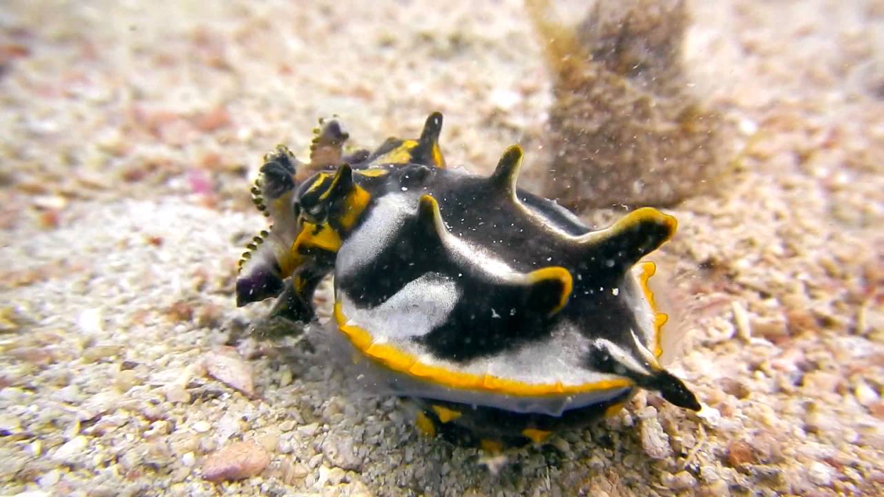 Sea Animals - Flamboyant Cuttlefish - YouTube