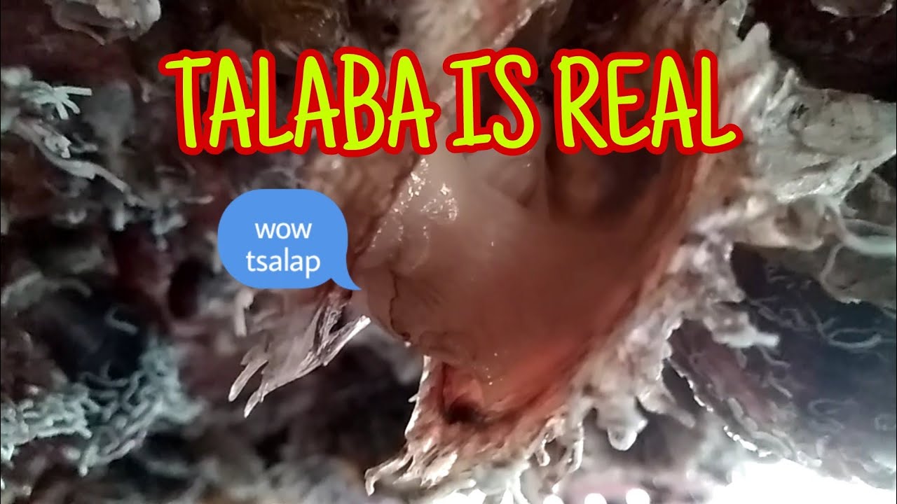 HOW SEA SHELL GROWING IN BOTTOM SHELLPART OF THE SHIP - YouTube