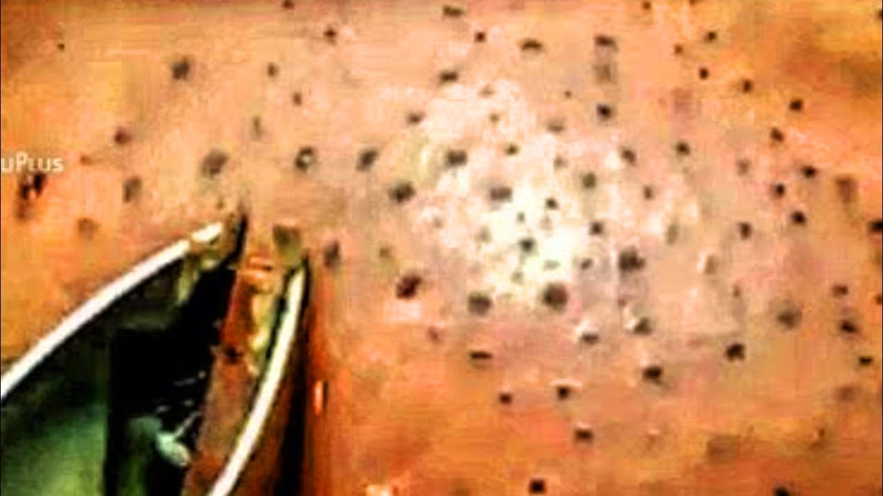 Blackhead Field Extraction On Nose, Face & Ears - YouTube