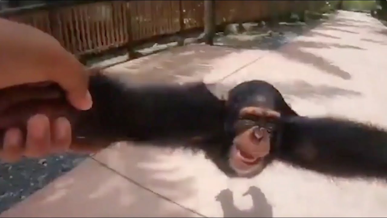 Spinning Monkey - YouTube