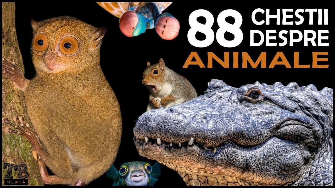 88 de Chestii Interesante despre Animale - YouTube