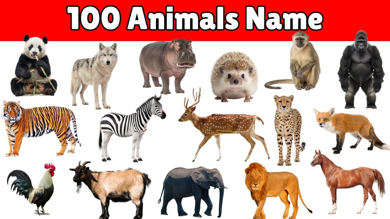 100 Animal Names in English | Easy Learning for Kids - YouTube