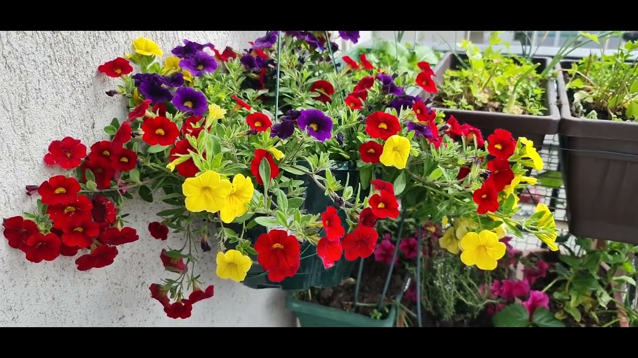 Green plants, colors. - YouTube