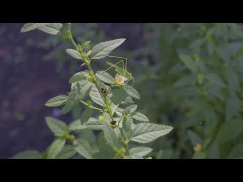 Prewedding Moment | Ihsan & Thia | Cinematic Video
