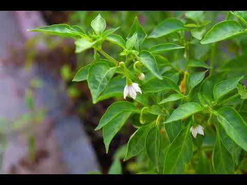 INILAH Rahasia!! 9 Sebab Utama Bunga dan Buah Cabai Rontok serta Cara ...