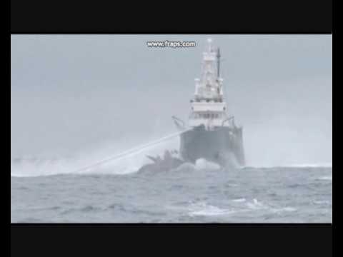 Ady gil sunk by the Shonan maru no.2 view from Bob Barker - YouTube