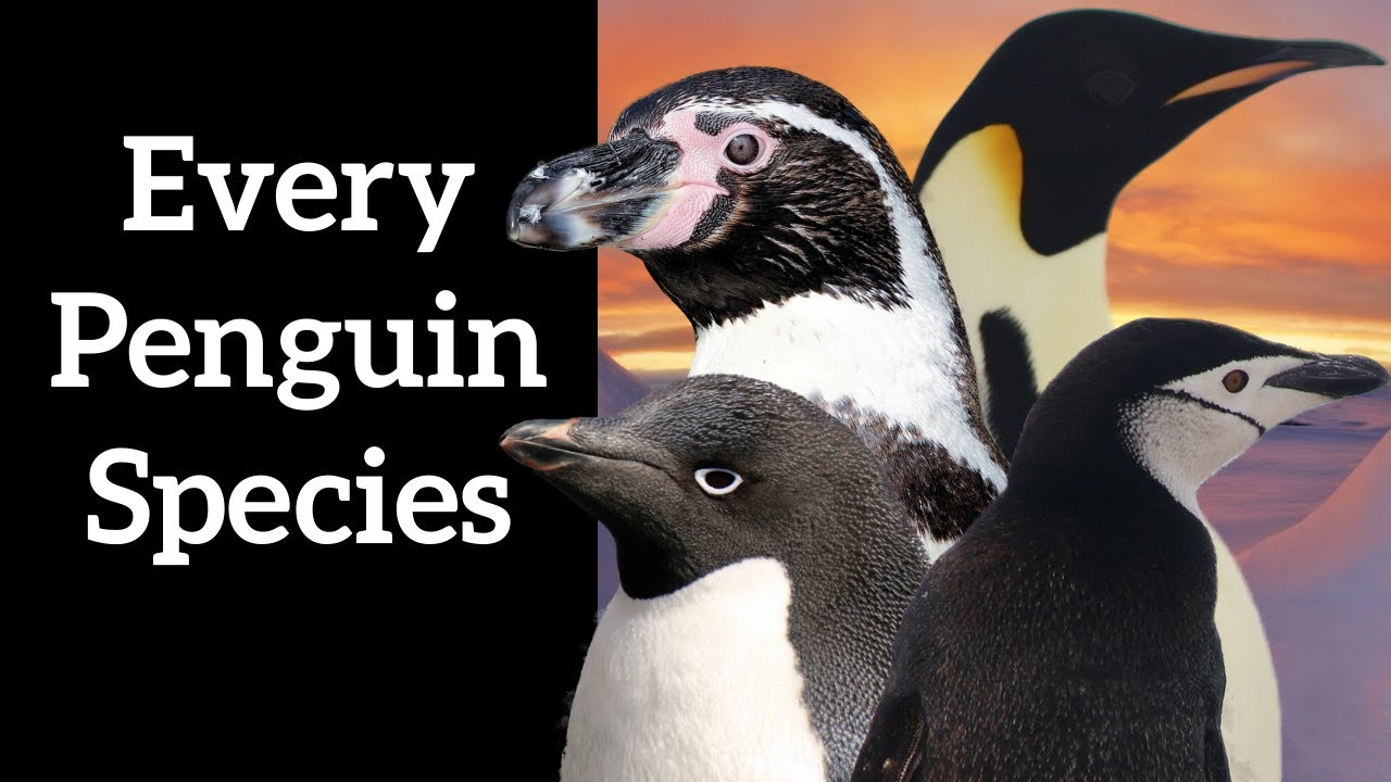 Every Penguin Species Rap - YouTube