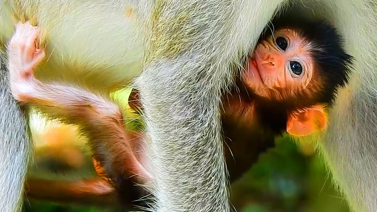 WELL DONE! VIOLA MOM GIVING SO SWEET MILK FOR VIXEN BABY MONKEY! - YouTube