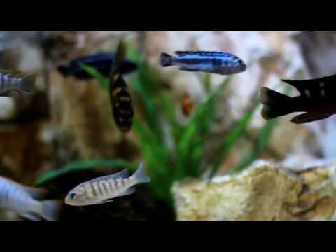 BEAUTIFUL CORAL REEF AQUARIUM ,Relaxing Ocean Fish & Stunning ...