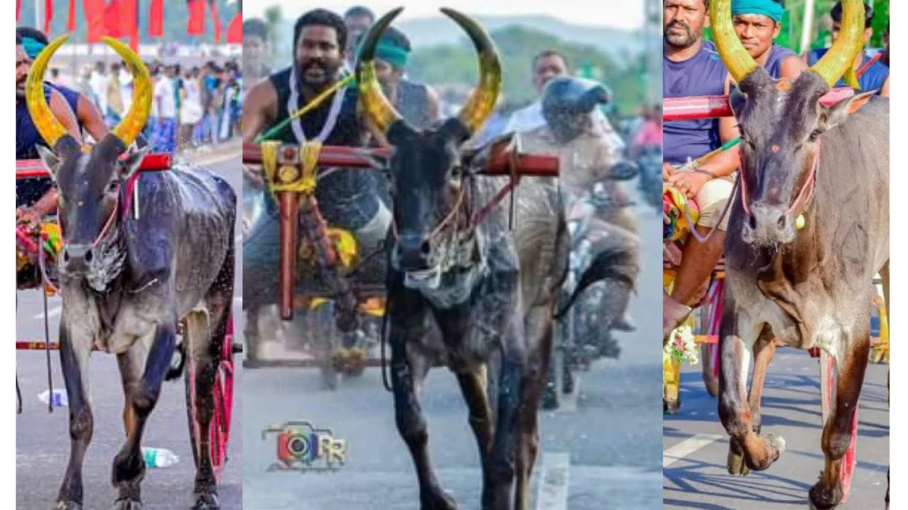 Ksp Ganapathy 👑 Kerala Kaari Maadu 🥇🥈🥉42days 4 race 4wins Total 5Wins ...