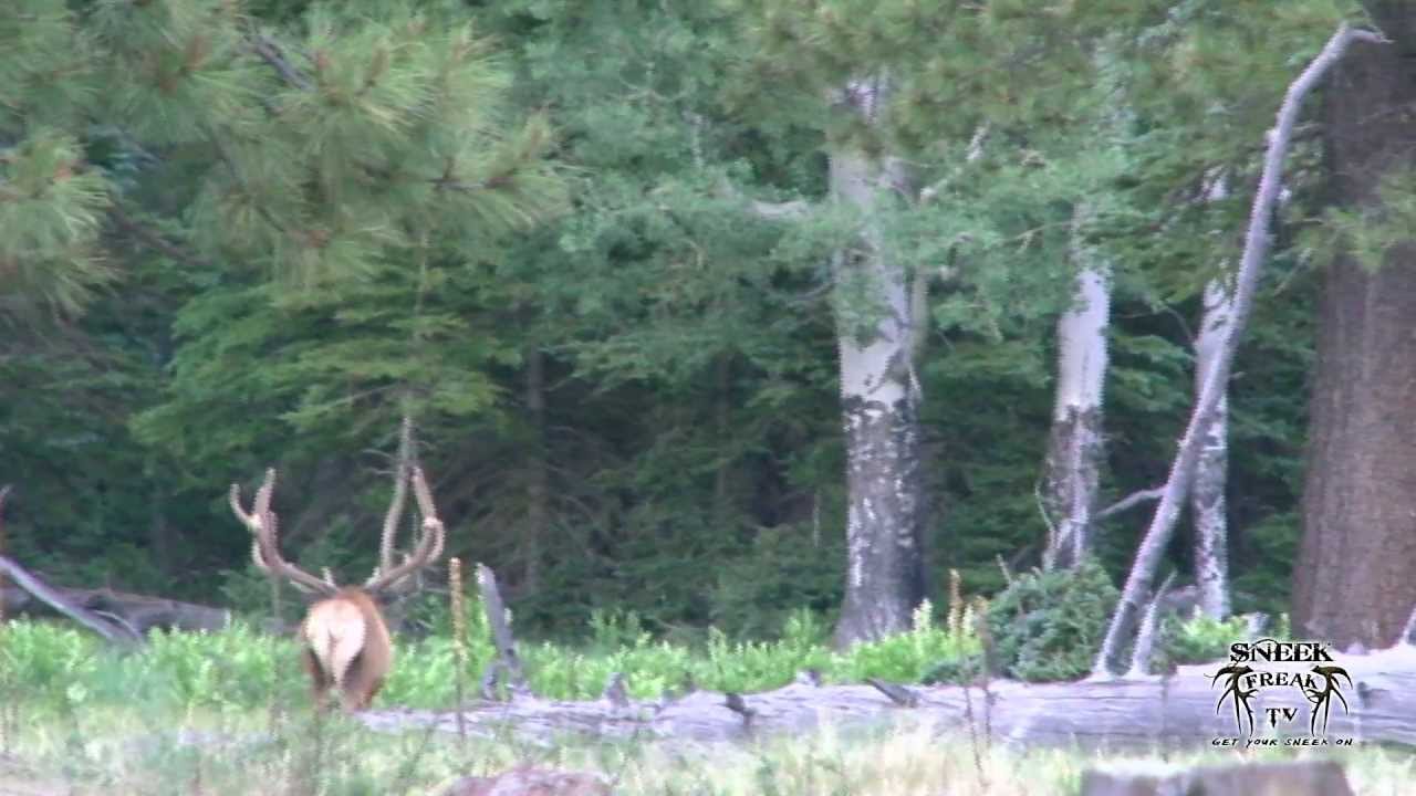 Kicker Bull - YouTube