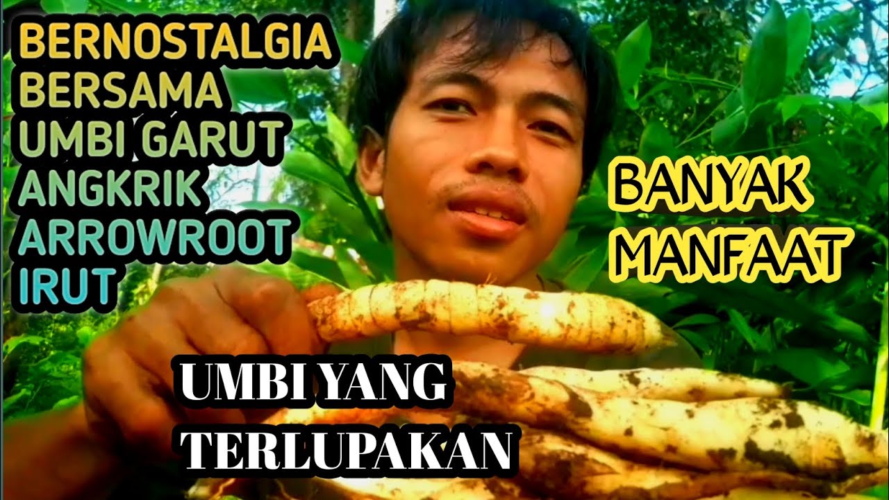 INI DIA UMBI ANGKRIK GARUT ARROWROOT IRUT YANG LANGKA dan BANYAK ...