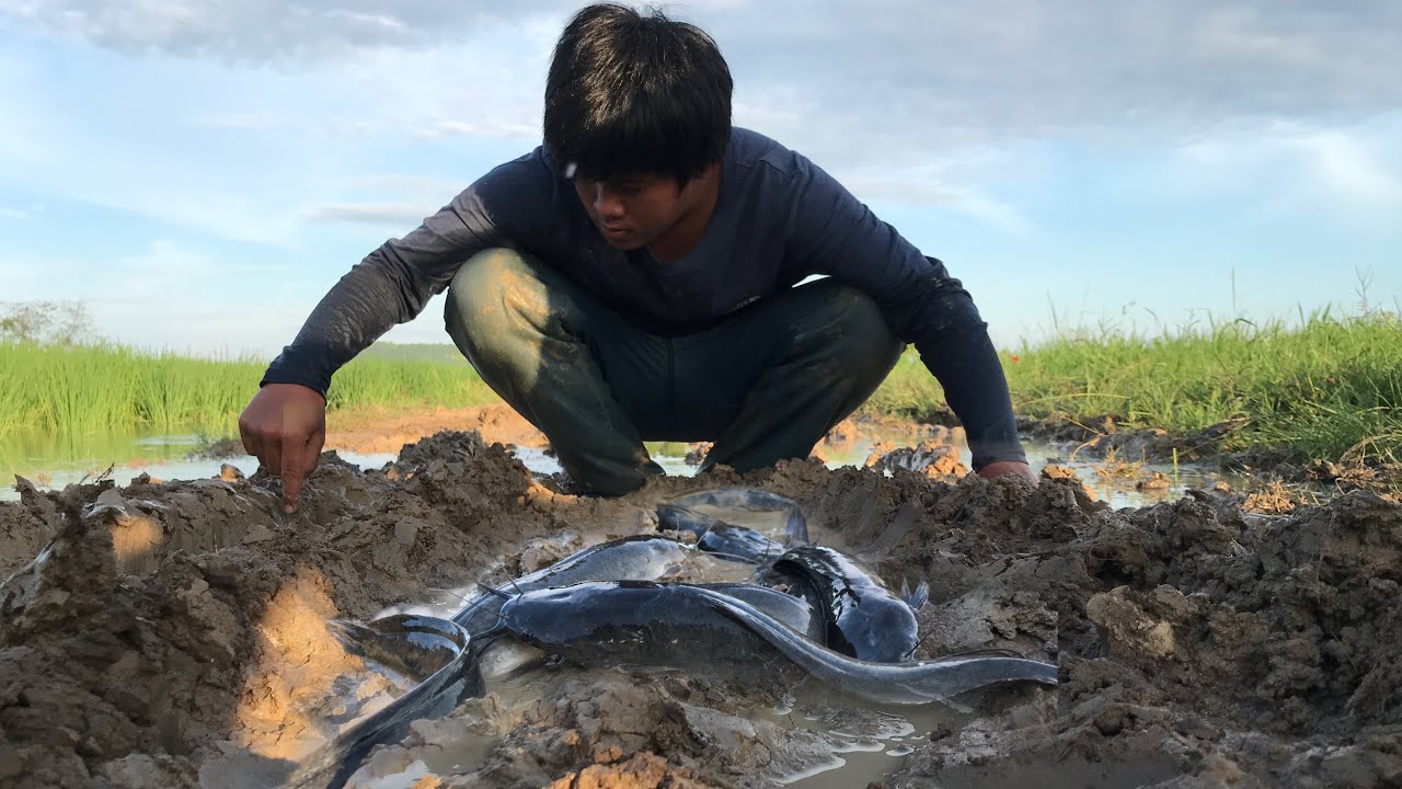 WOW amazing! catch fish on road in track, catch by hand a fisherman ...
