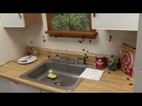 Insectarium, Philadelphia, PA - YouTube