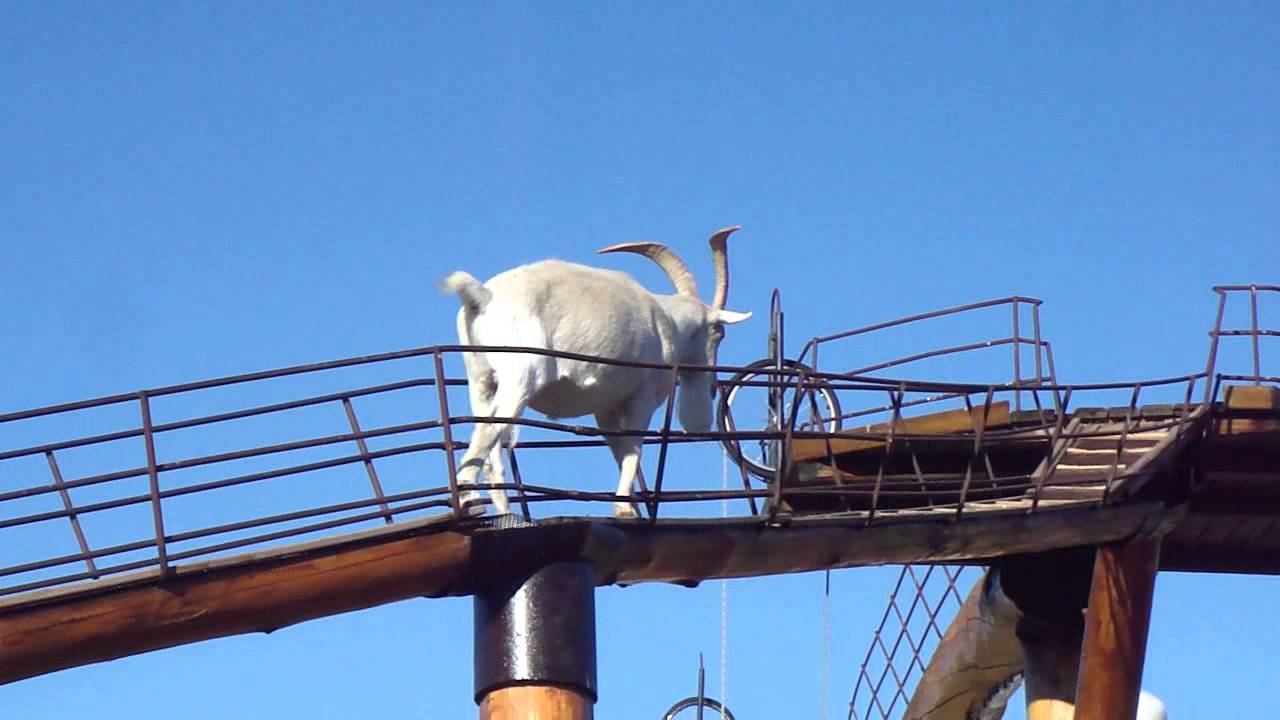 GOATS ON BRIDGE - YouTube