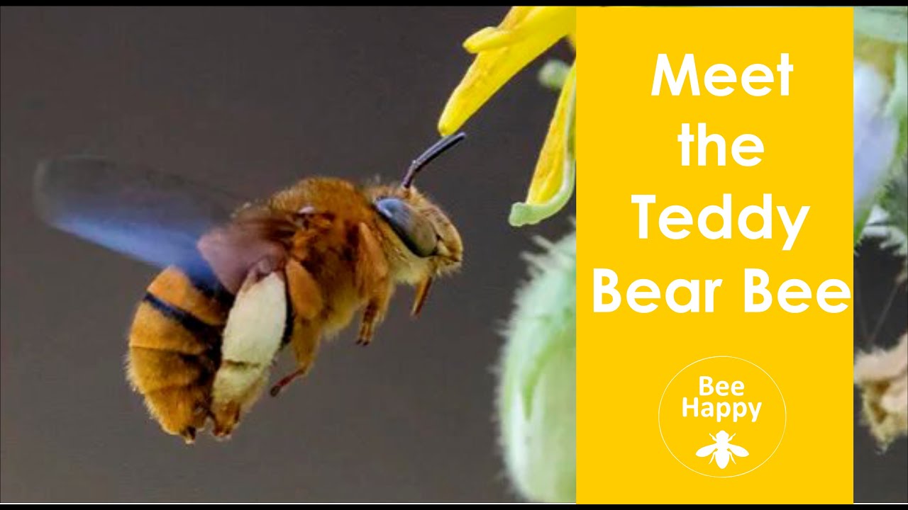 Meet the Teddy Bear Bee - YouTube