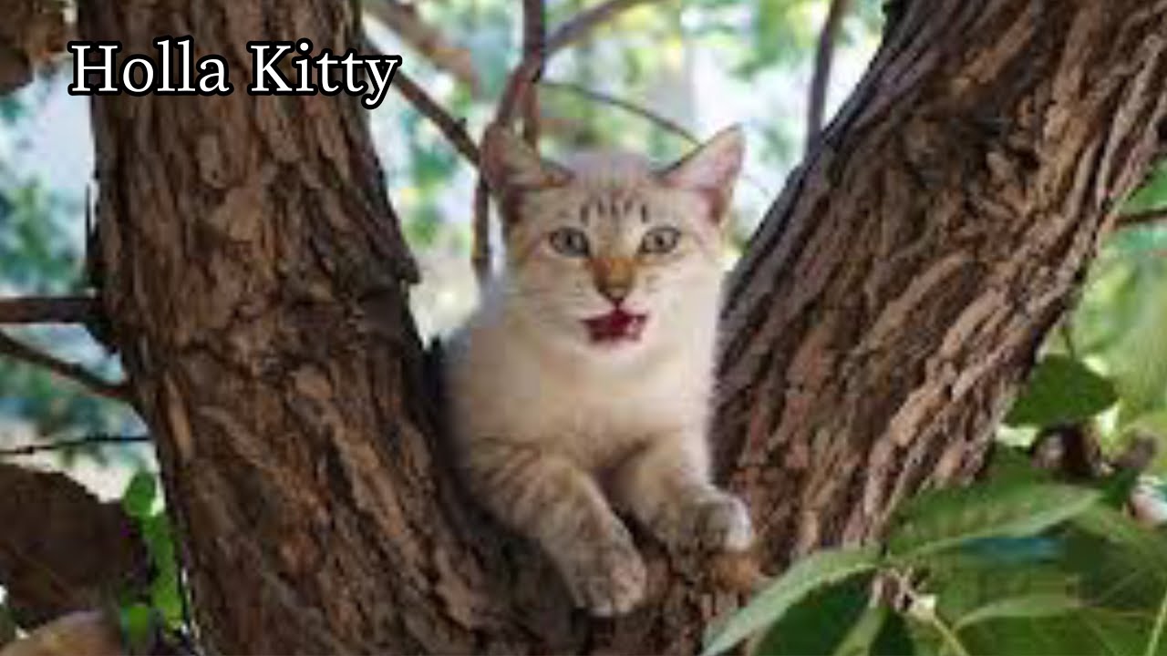 Colorful Kittens - Cats Climb Very High - Cats Fight Over Food #cat # ...