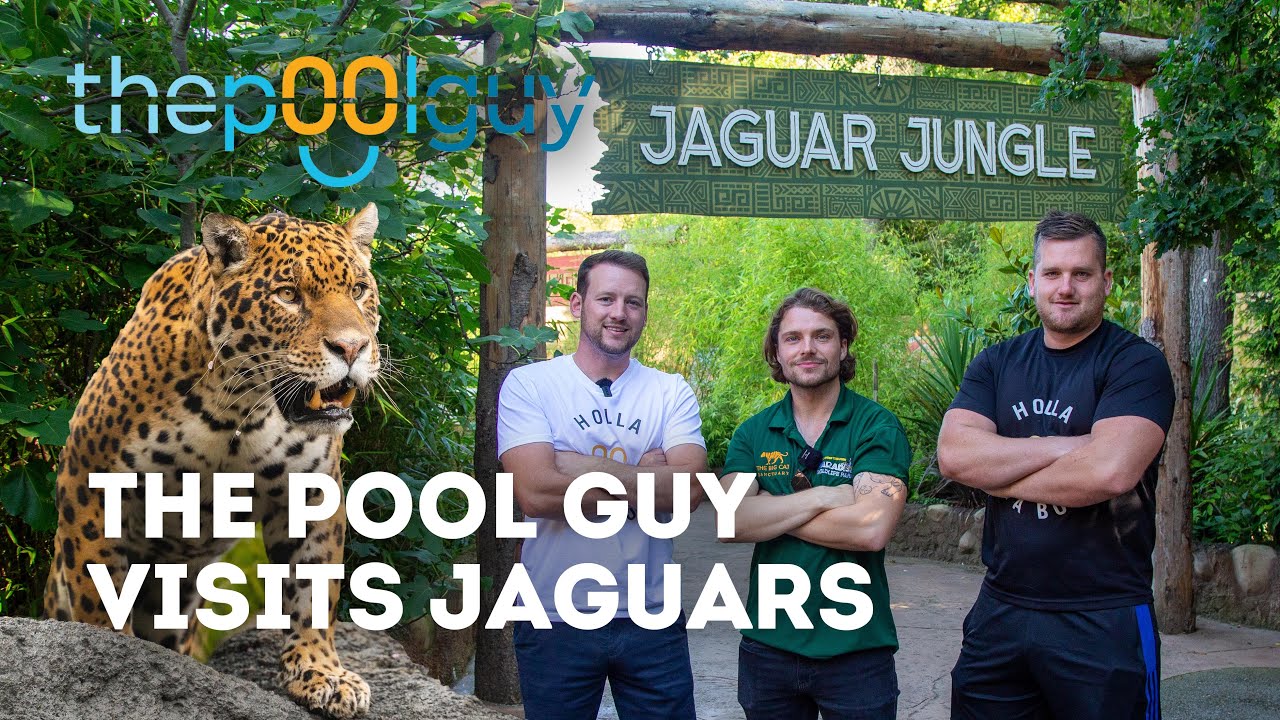 The Pool Guy Cleans Our Jaguar Pool! | Paradise Wildlife Park - YouTube