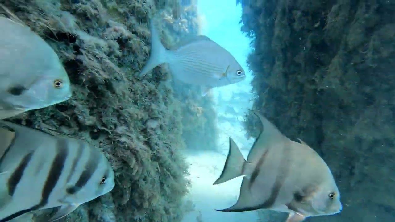 Dive Under Cato's Bridge - Jupiter, FL. May 2022 - YouTube