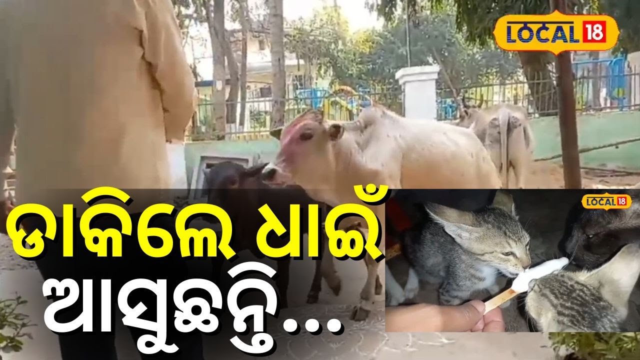 ସ୍ନେହରେ ଡାକିଲେ ଧାଇଁ ଆସୁଛନ୍ତି...। Bhubaneswar। Odisha। Animal Lover ...