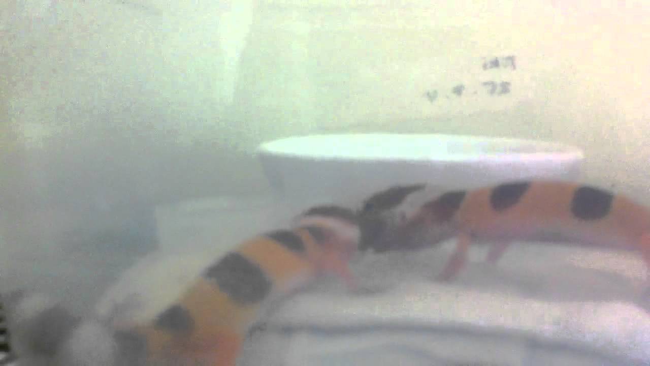 Baby leopard gecko fighting for food - YouTube