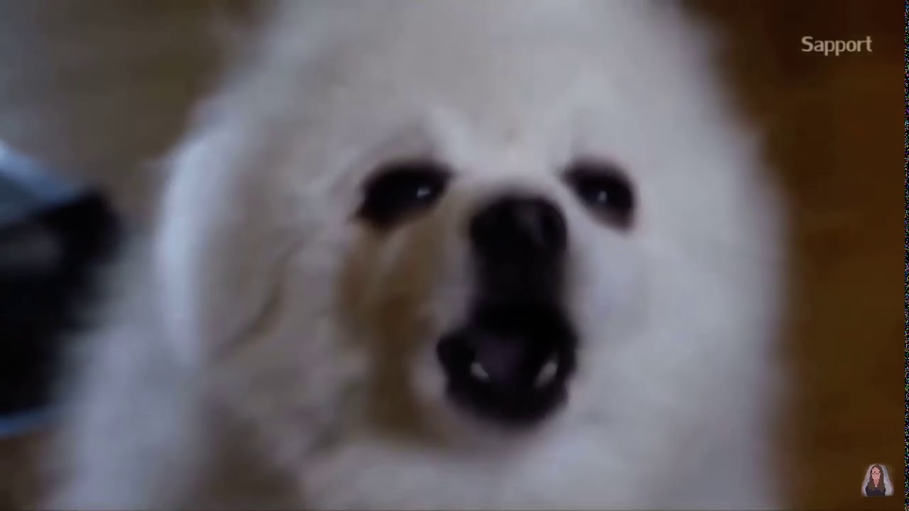 Gabe the dog - YouTube