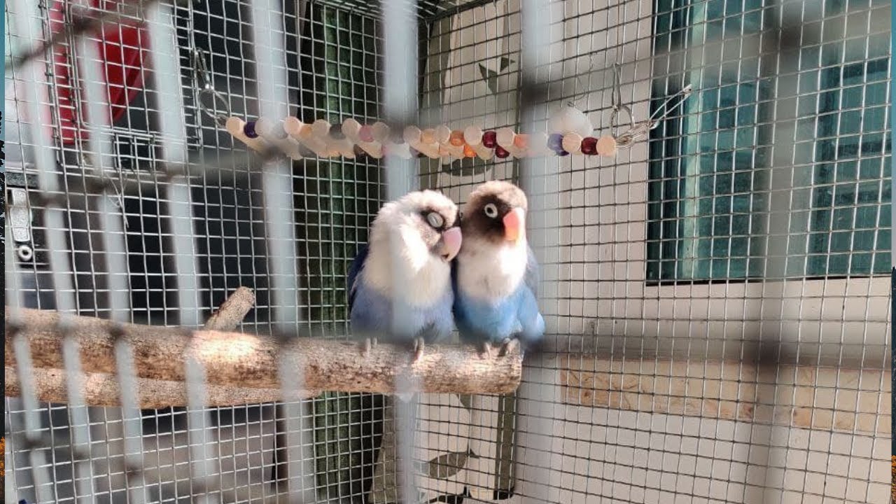Love Birds Dancing | How to make your Birds happy | Birds reaction ...