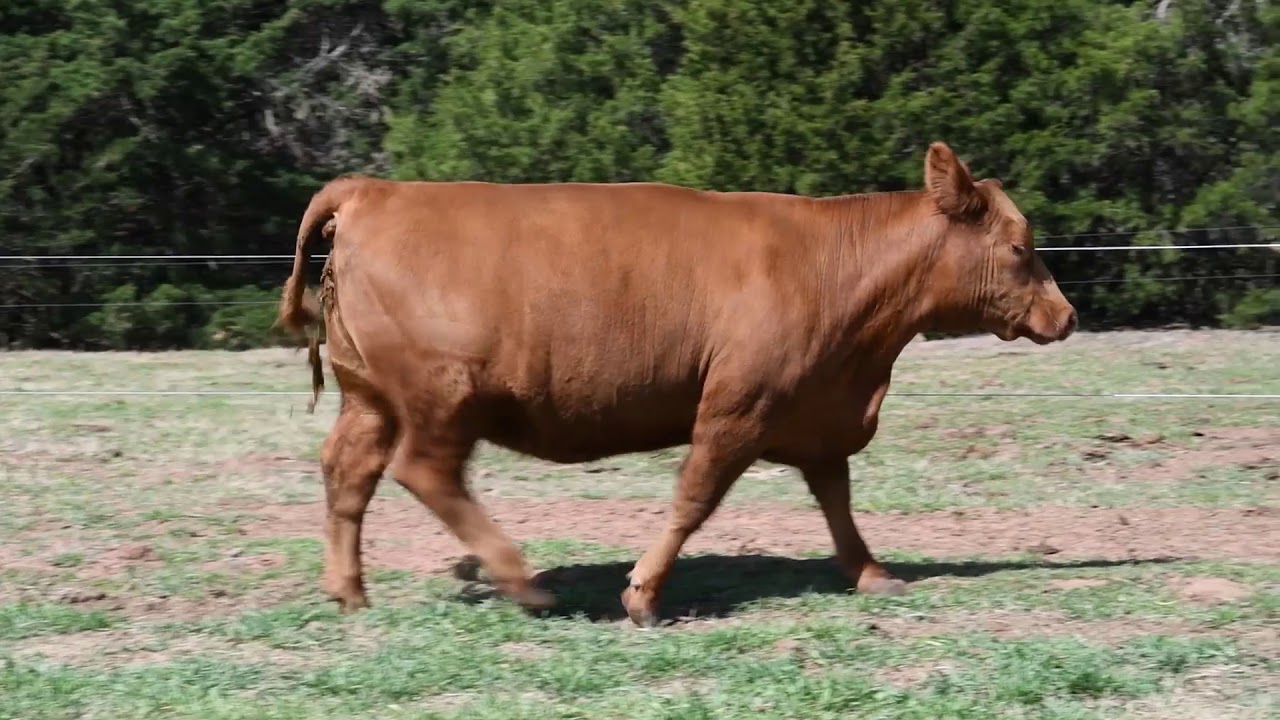 Moonen Cattle Bred and Cow Sale 2018 Tag 76 - YouTube